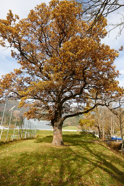 Stieleiche – EnnstalWiki
