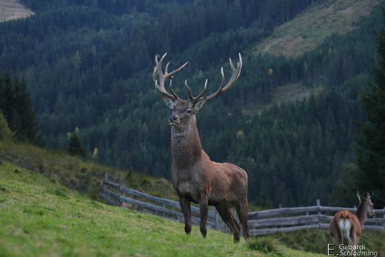 Hirsch – EnnstalWiki