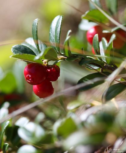 Preiselbeere – EnnstalWiki