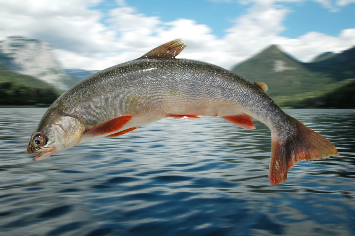 Ausseer Seesaibling – EnnstalWiki