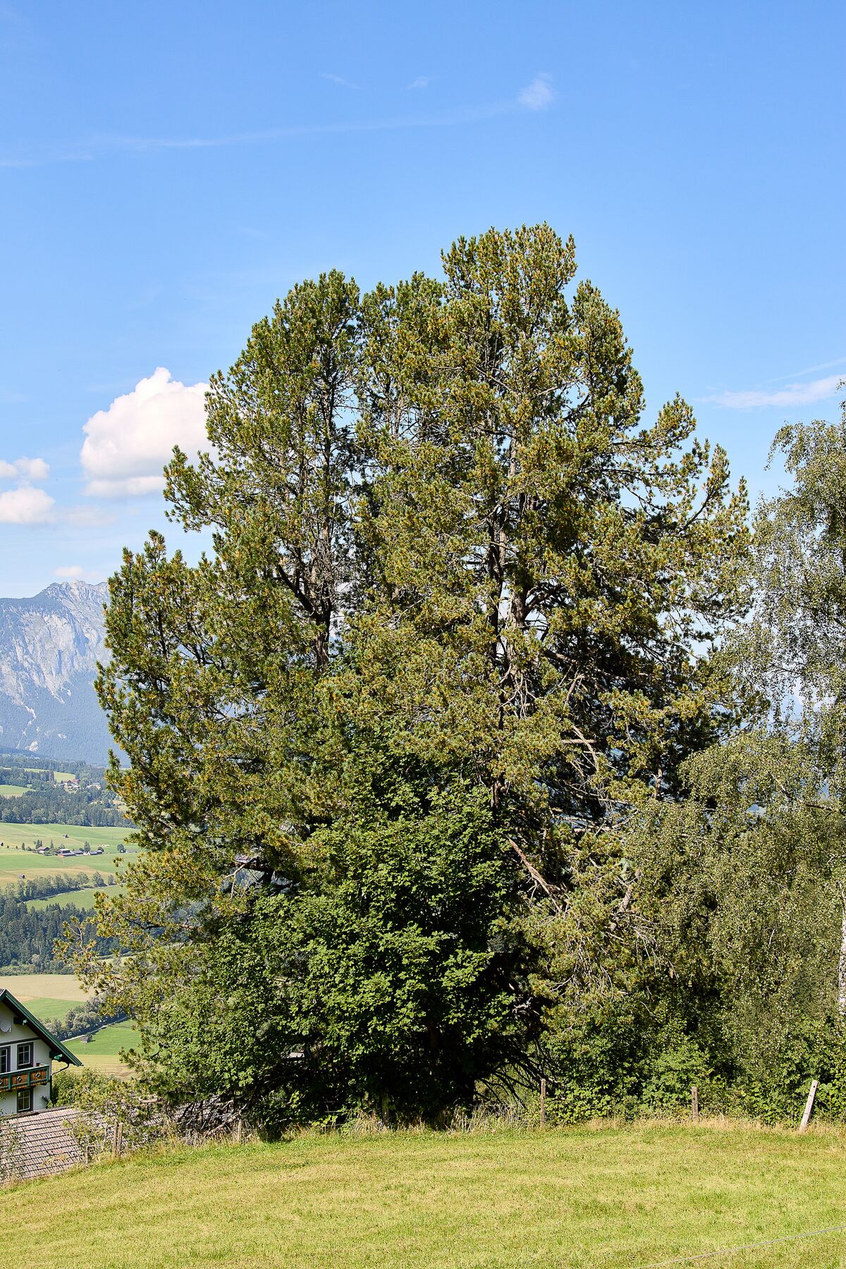 Naturdenkmal Nr 810 2 Zirben – EnnstalWiki
